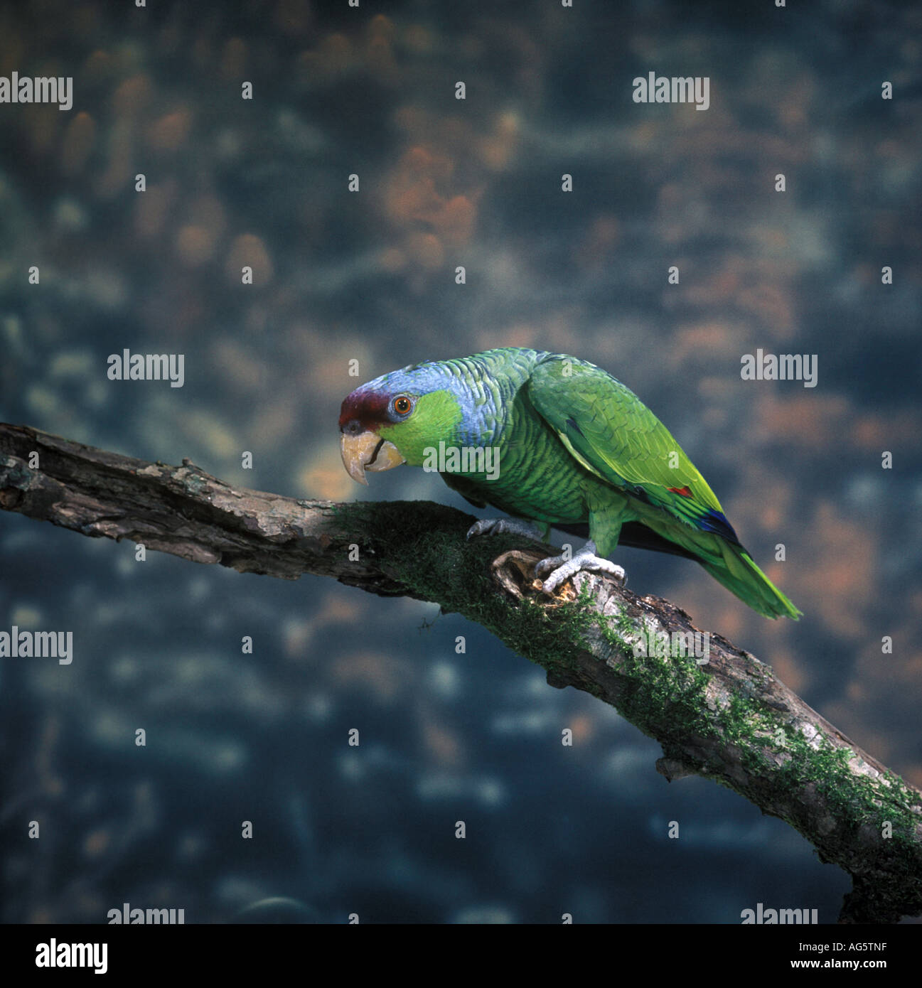 Lilac crowned Parrot Amazona finschii Finsch's Amazon Parrot Captive ...