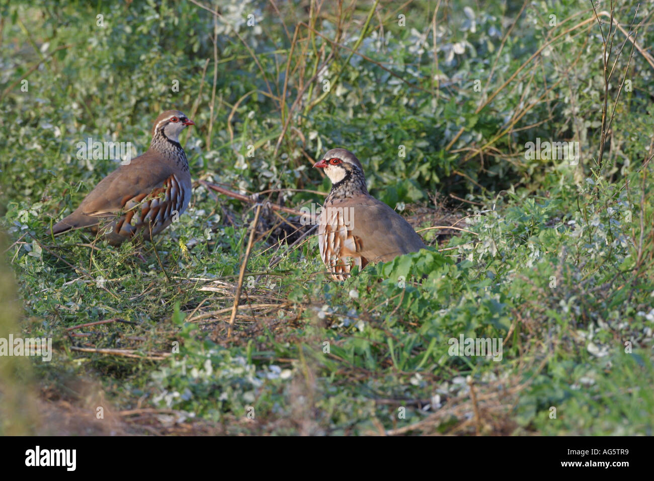 Red legged Partridge Alectoris rufa Pair Stock Photo - Alamy
