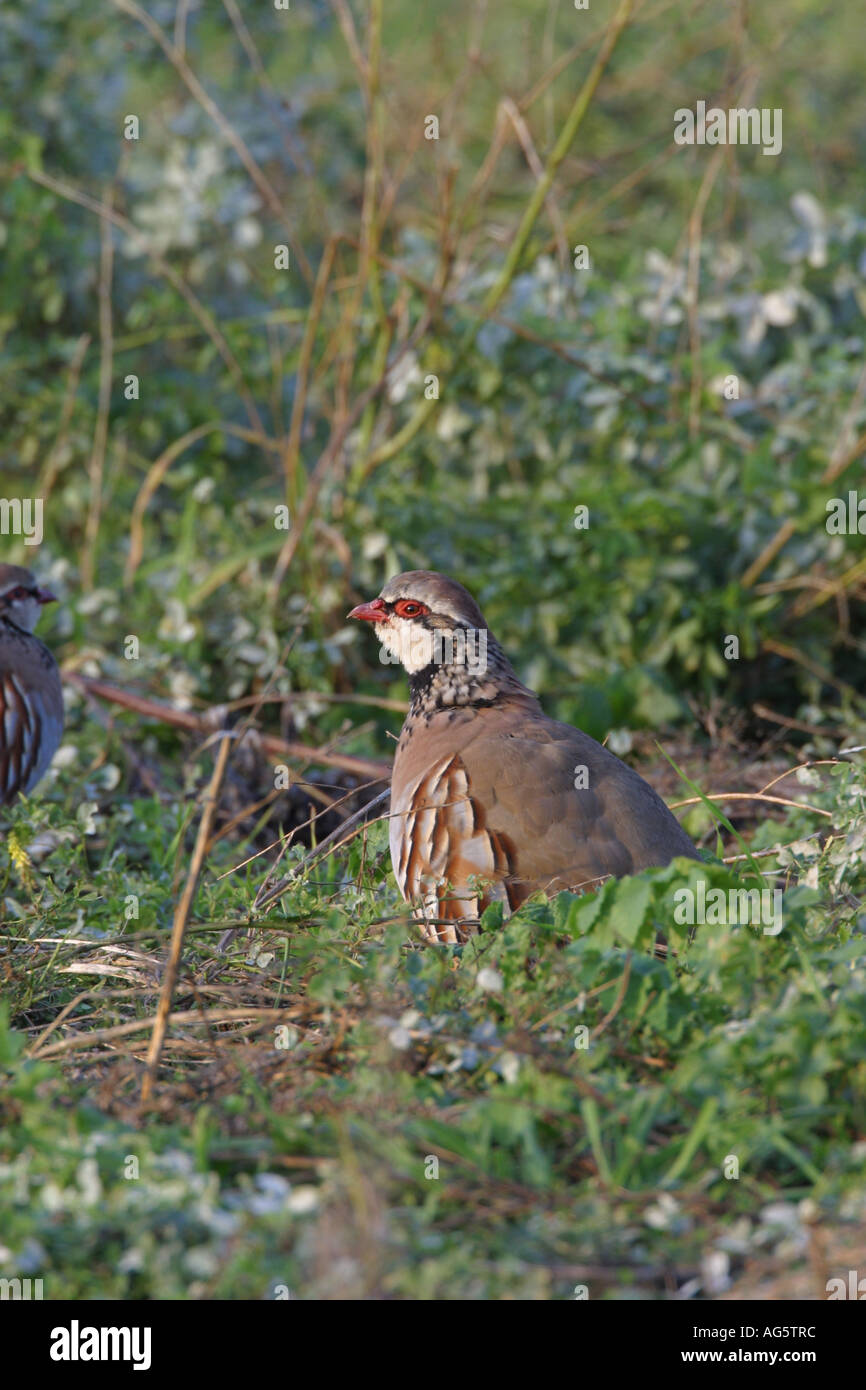 Red legged Partridge Alectoris rufa Stock Photo - Alamy