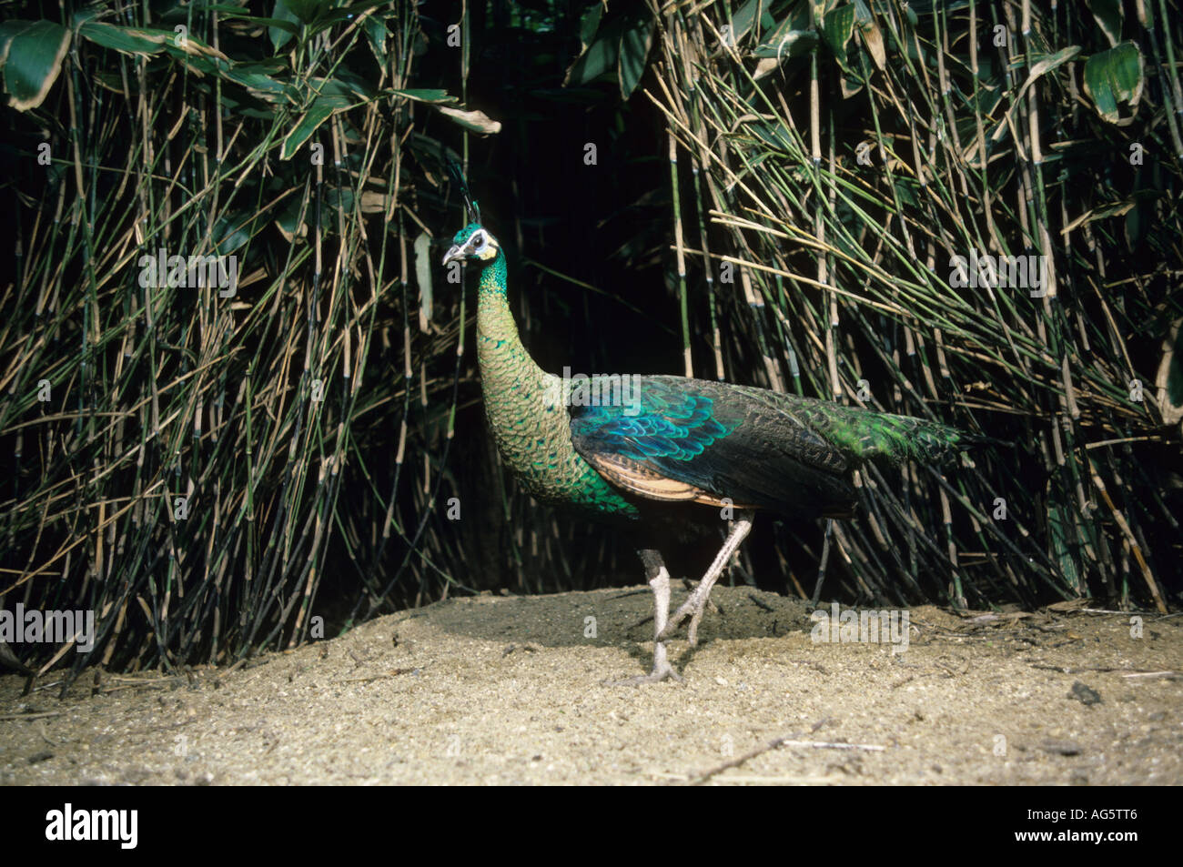 Javanese Green Peafowl Pavo muticus walking on ground Stock Photo - Alamy
