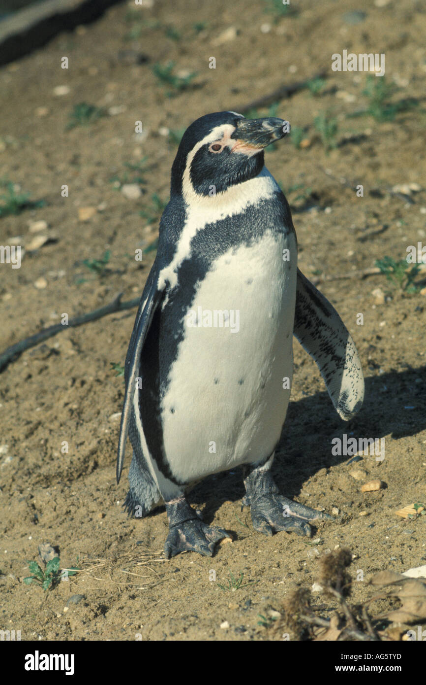 Spheniscus humboldti captive hi-res stock photography and images - Alamy