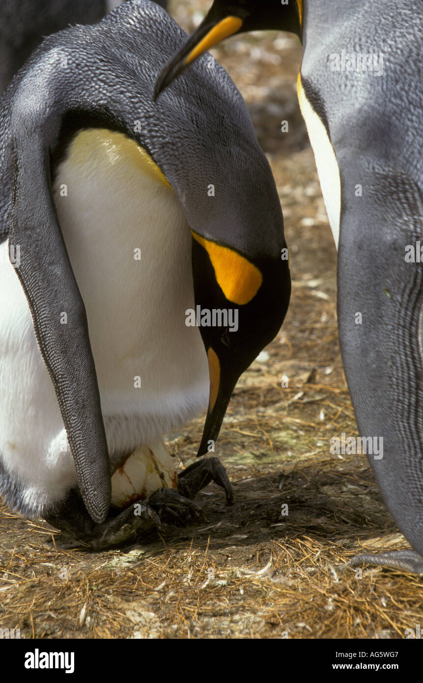 King Penguin Aptenodytes patagonicus Laying an egg Stock Photo - Alamy