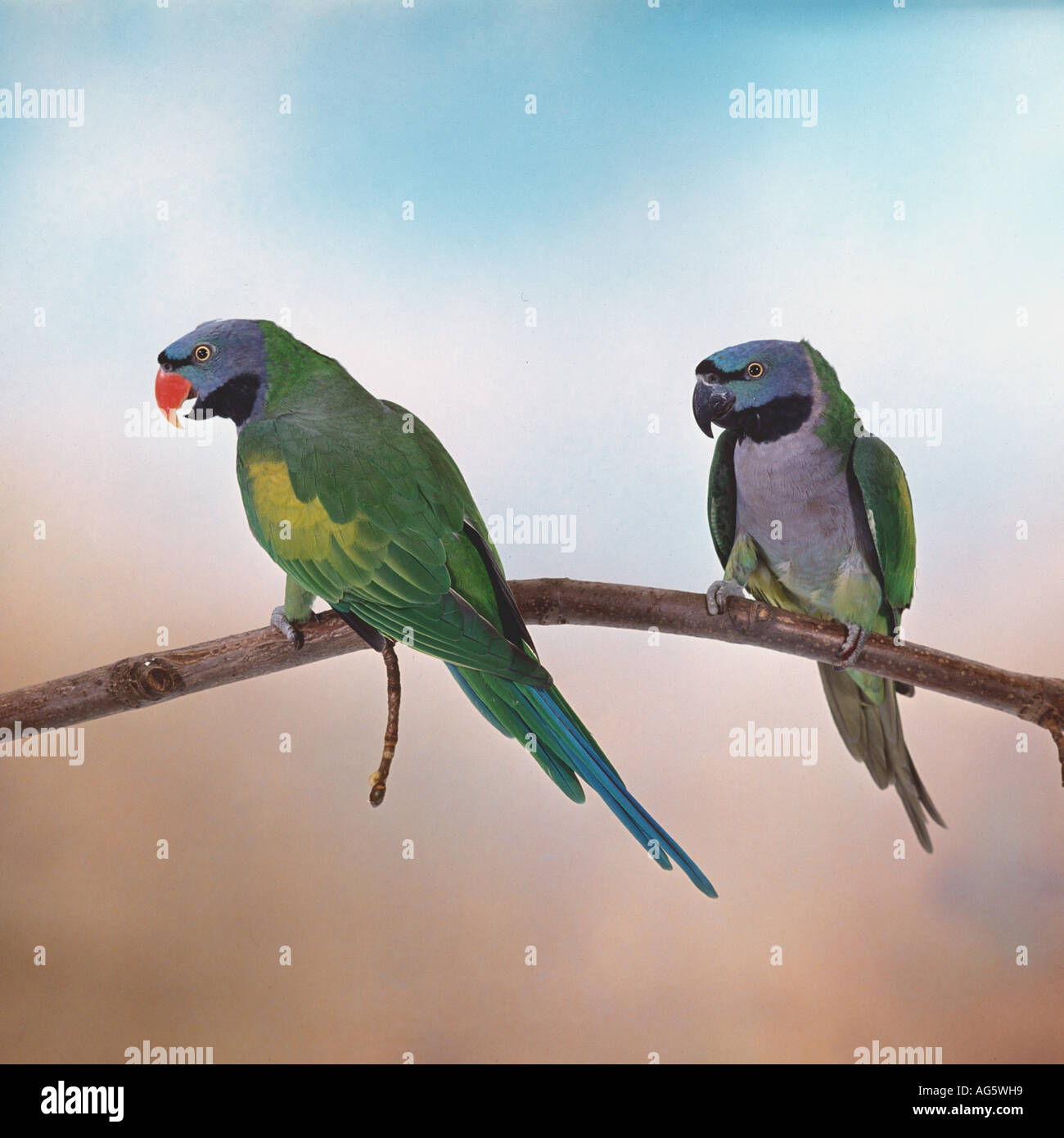 Derbyan Parakeet Blue Crowned