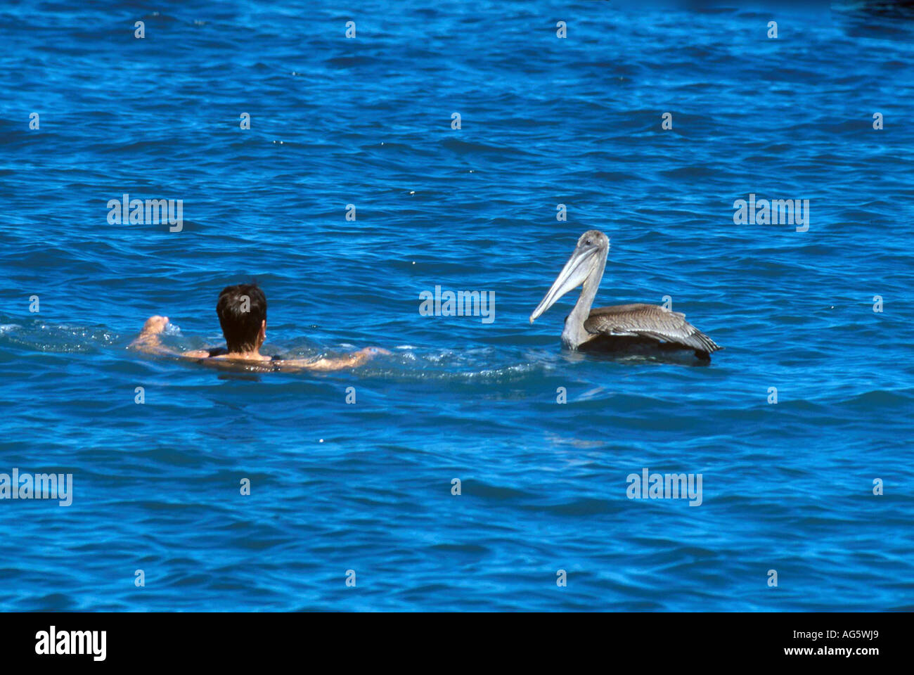 Brown Pelican Pelecanus occidentalis Swimming with human Galapagos ...