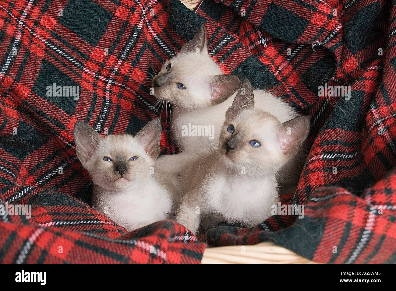 Seal Point Siamese Kitten