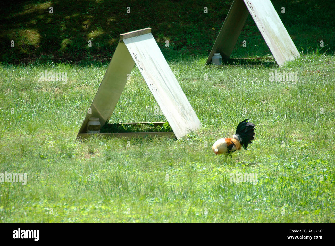 Roosters for breeding on mountain farm in field with sheds for ...