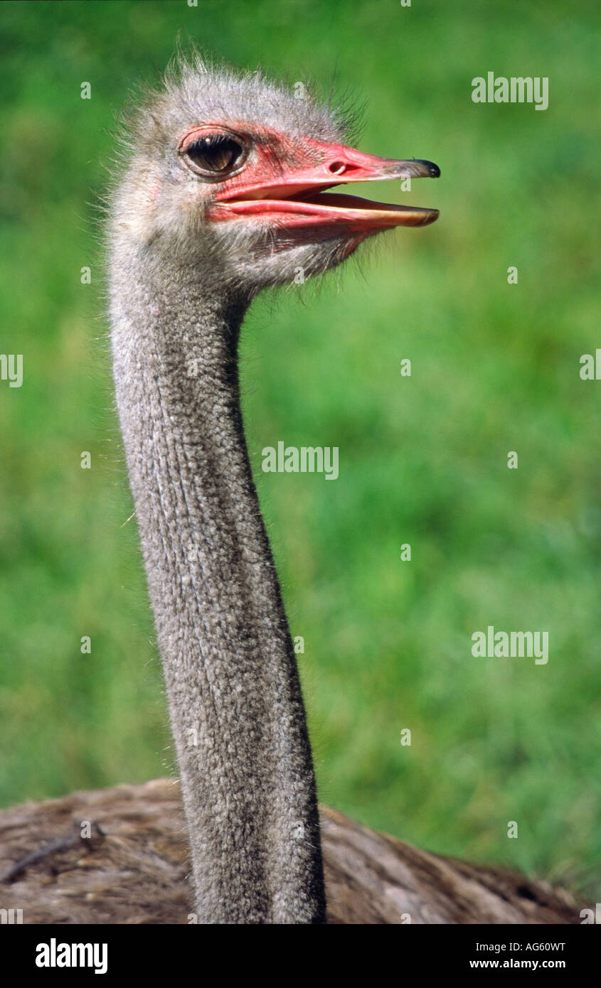 Vogel vogelstrauss hi-res stock photography and images - Alamy