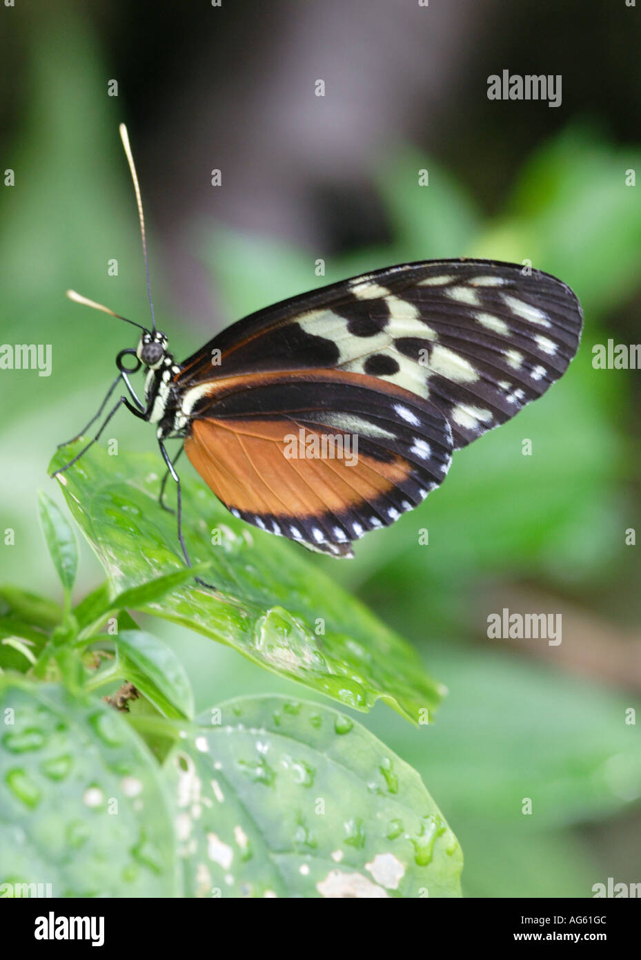 Ismenius Longwing, Heliconius ismenius, South America Stock Photo - Alamy