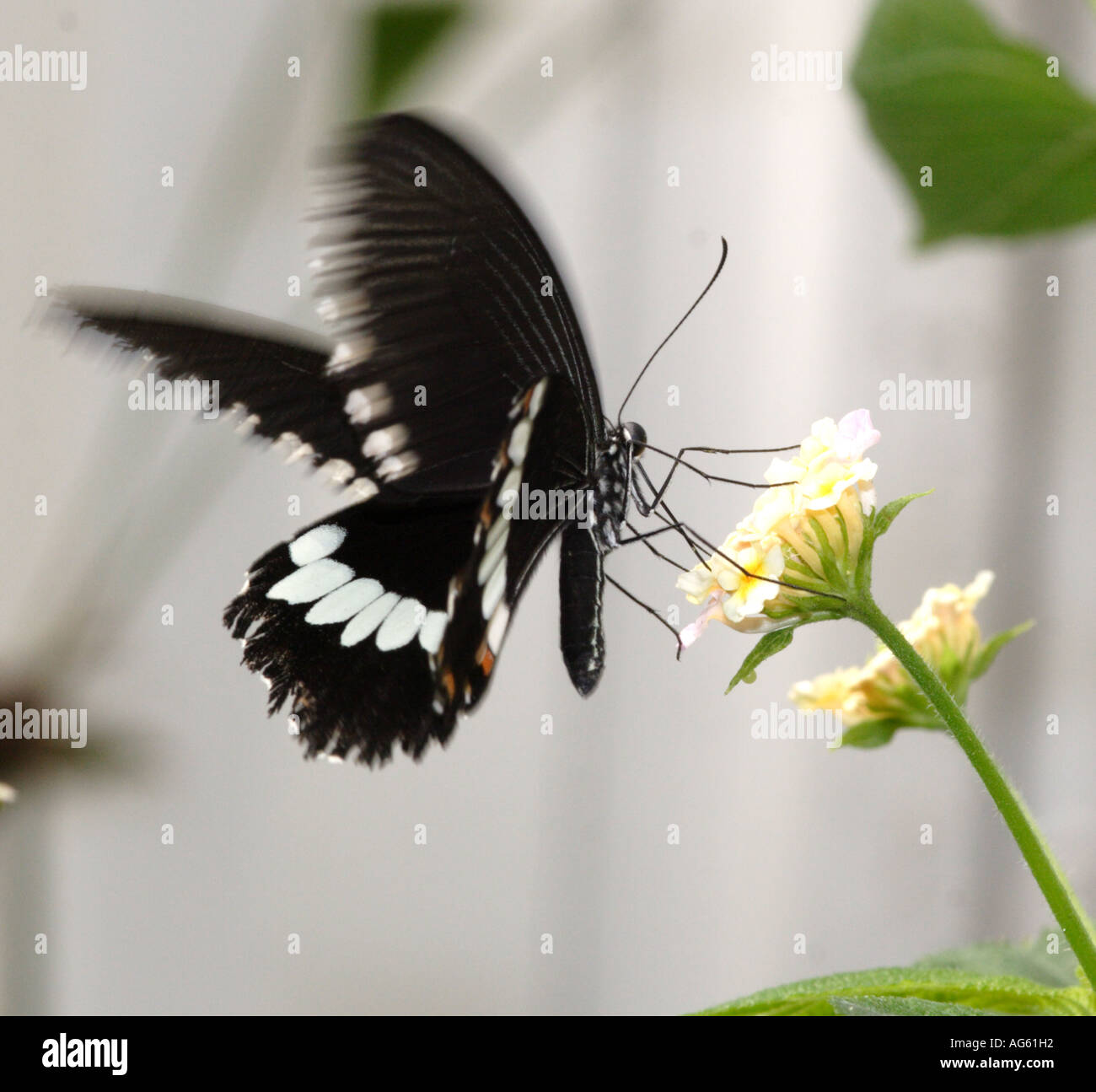 Common mormon male, Papilio polytes, South Asia Stock Photo - Alamy
