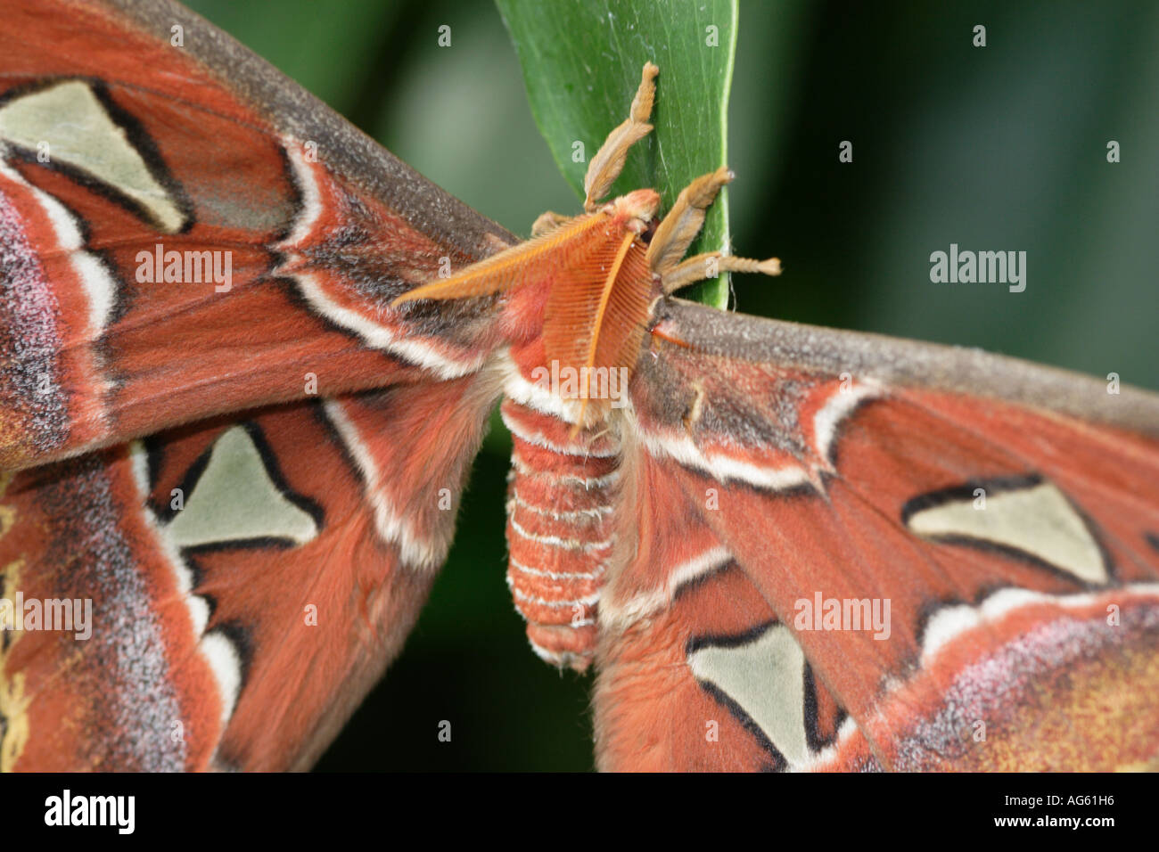 Atlas moth female, Attacus atlas, South Asia Stock Photo - Alamy