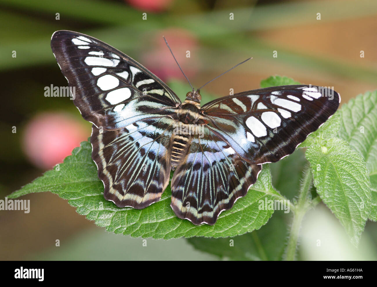 Clipper, Parthenos sylvia, South Asia Stock Photo - Alamy
