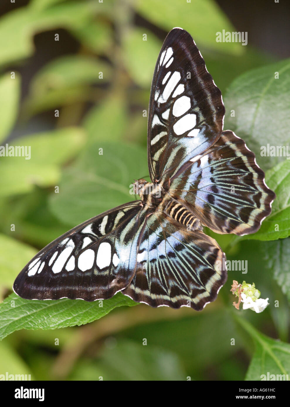 Clipper, Parthenos sylvia, South Asia Stock Photo - Alamy