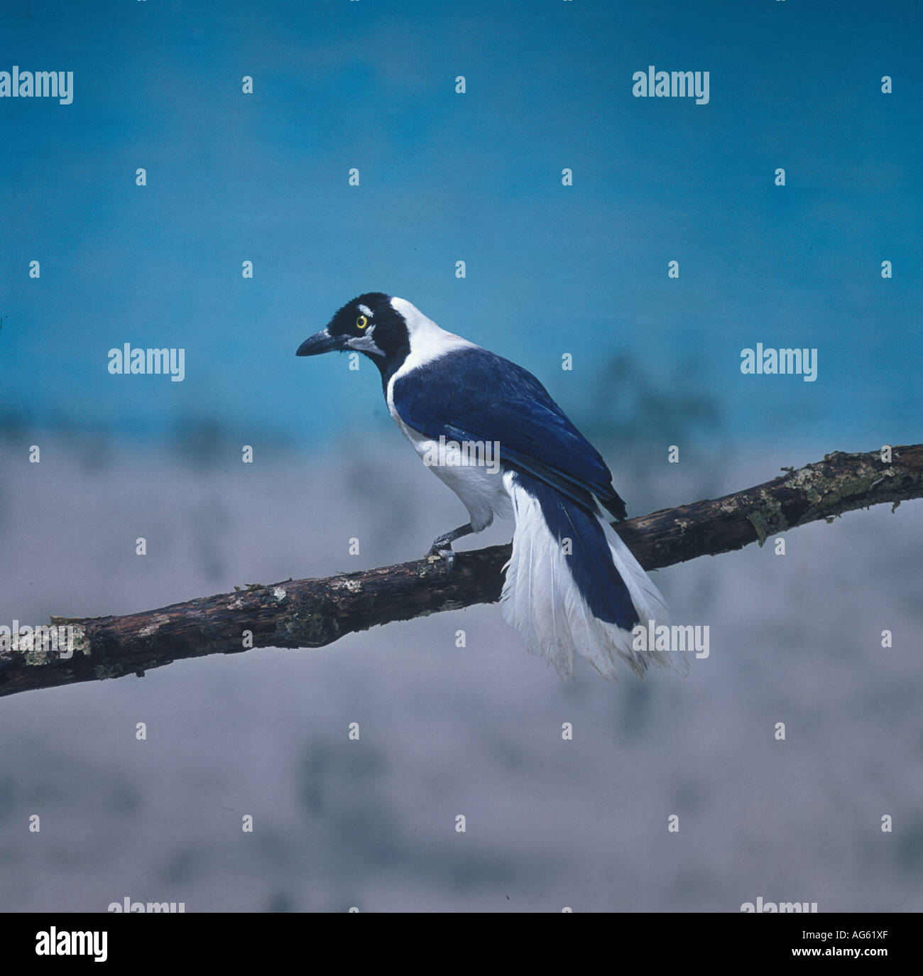 White tailed jay hi-res stock photography and images - Alamy