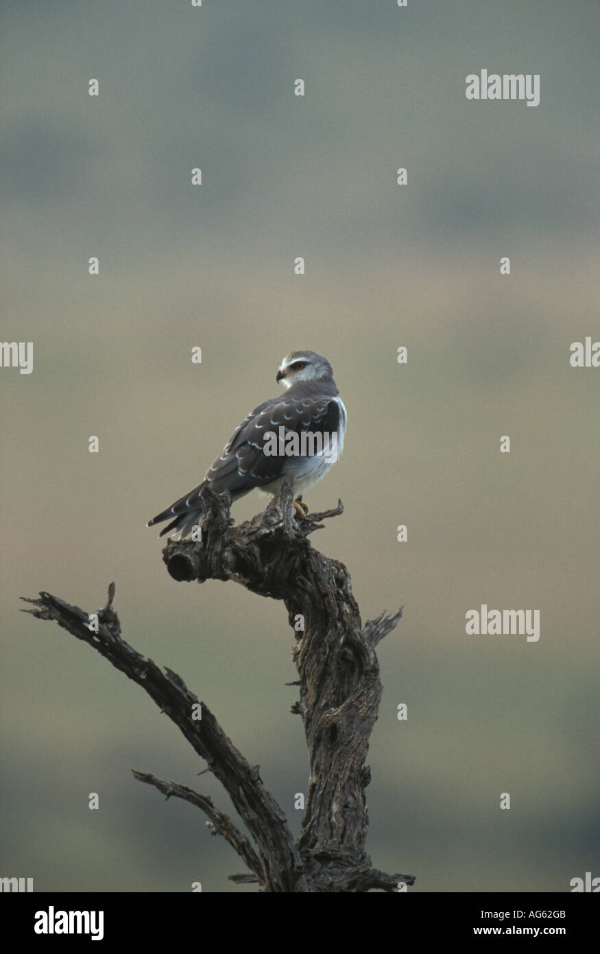 Black shouldered Kite Elanus caeruleus Immature Kenya Stock Photo - Alamy