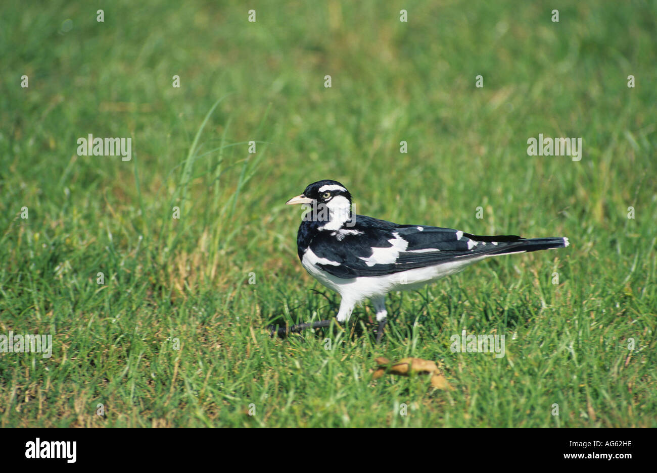 Australian Magpie Lark Grallina cyanoleuca Male Australia Stock Photo ...