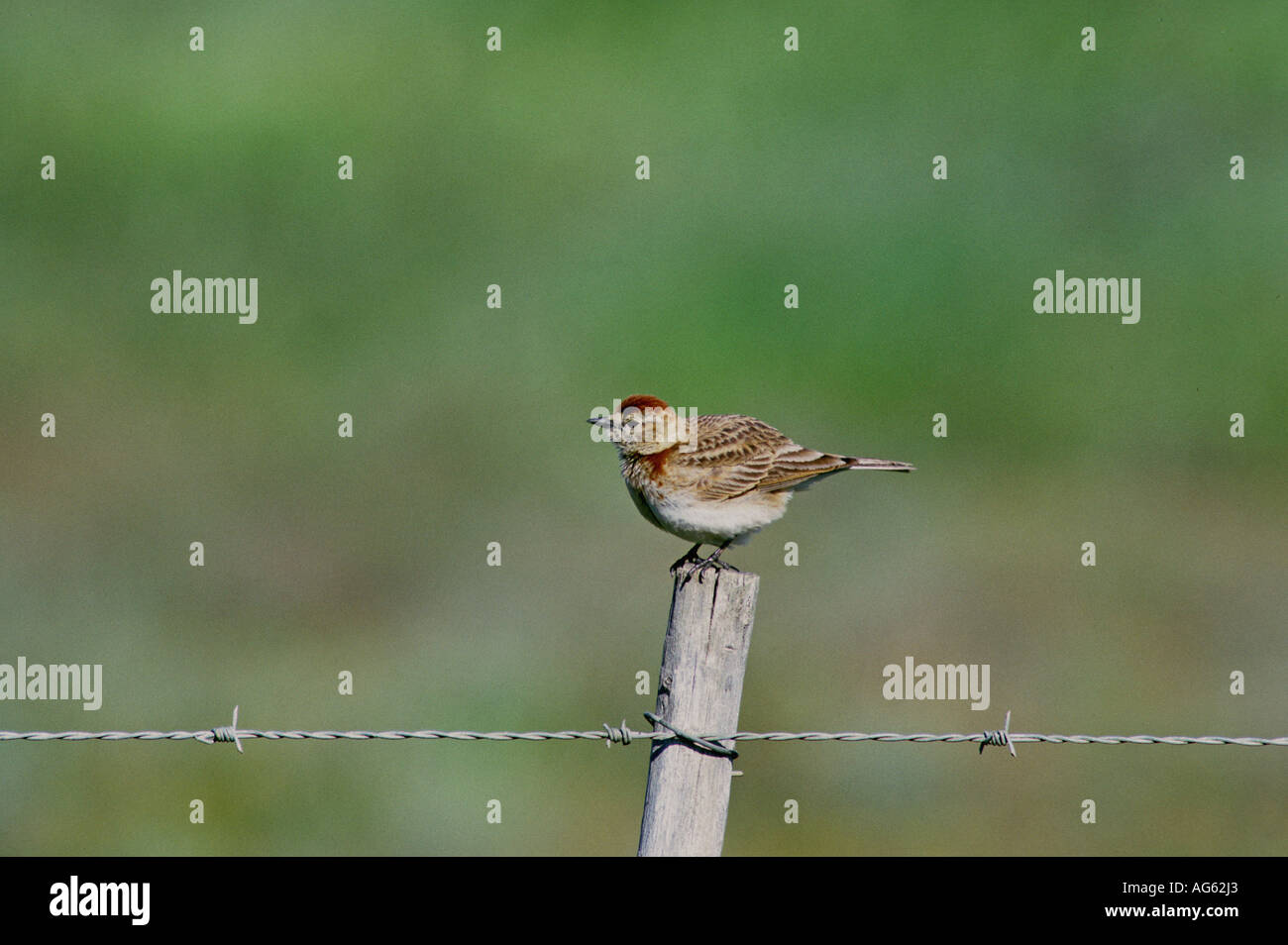 Redcapped hi-res stock photography and images - Alamy