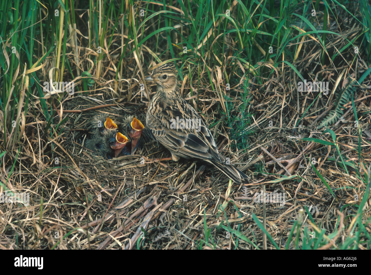 SkyLark Alauda arvensis at nest with three young demanding Stock Photo ...