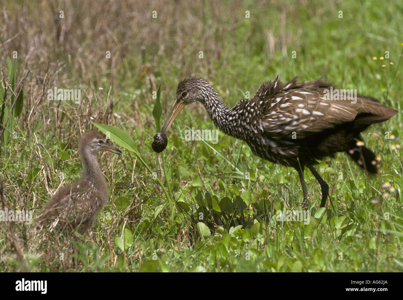Adult limpkin hi-res stock photography and images - Alamy