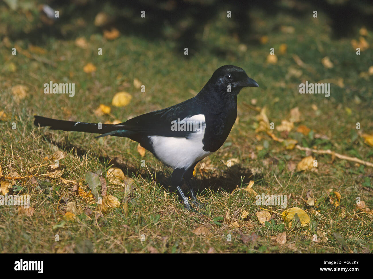 Magpie Pica pica Stock Photo - Alamy