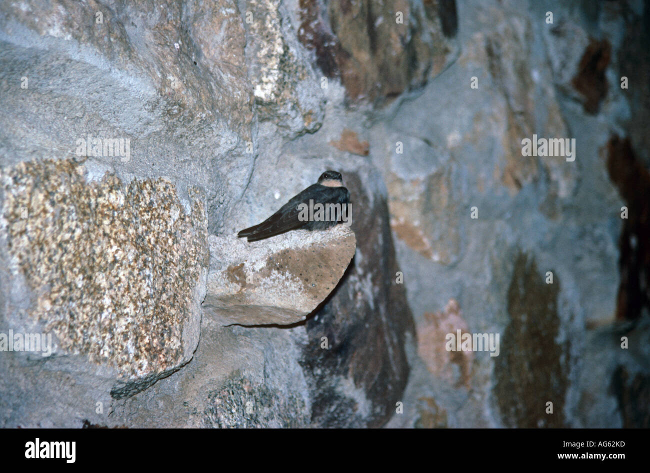 African rock martin hi-res stock photography and images - Alamy