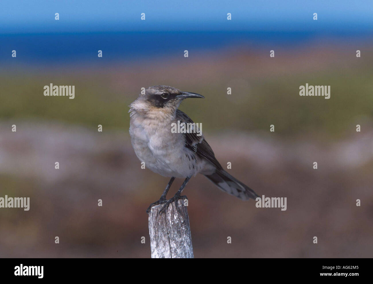 Tower Island Mockingbird High Resolution Stock Photography and Images ...