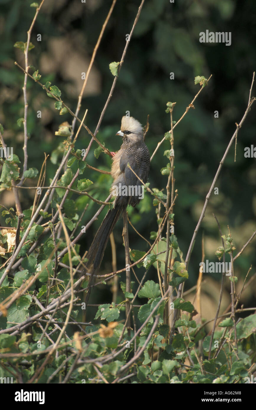 White headed mousebird colius leucocephalus hi-res stock photography ...