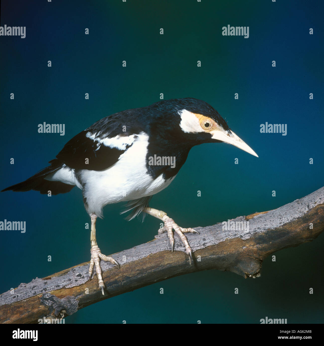 Pied Myna Sturnus contra jalla Stock Photo - Alamy