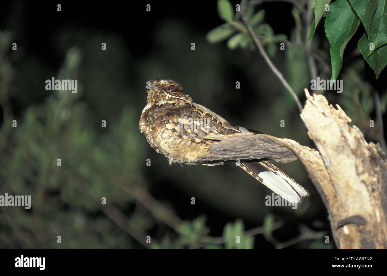Fiery necked Nightjar Caprimulgus pectoralis from south africa Stock ...