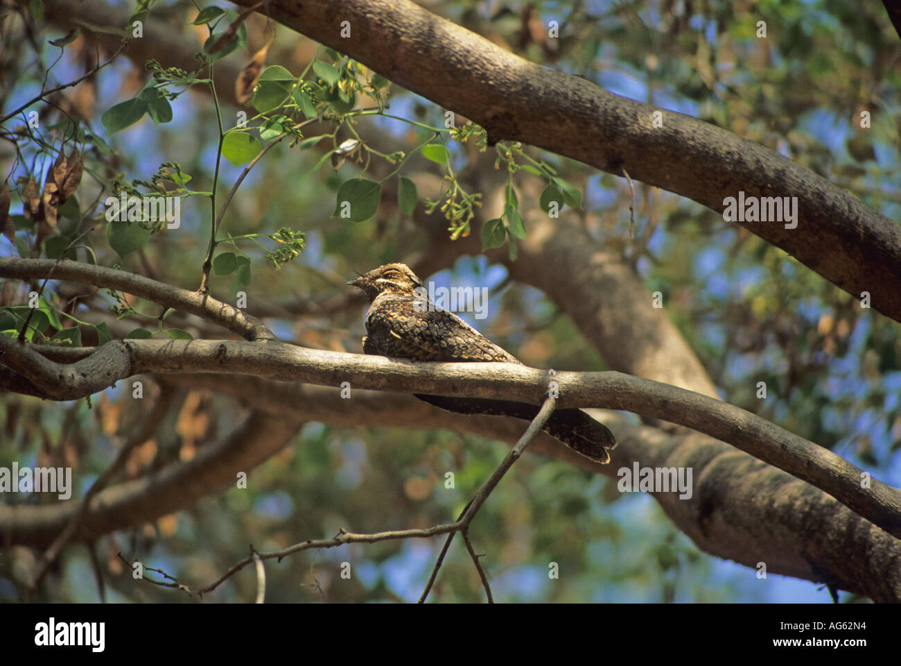 Jungle Nightjar Caprim indicus sitting on branch India Stock Photo - Alamy