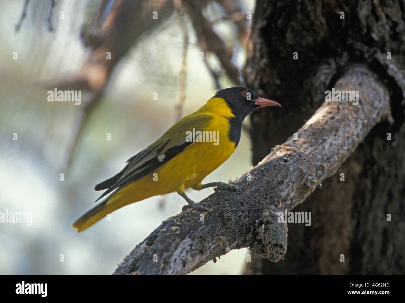 African oriole hi-res stock photography and images - Alamy
