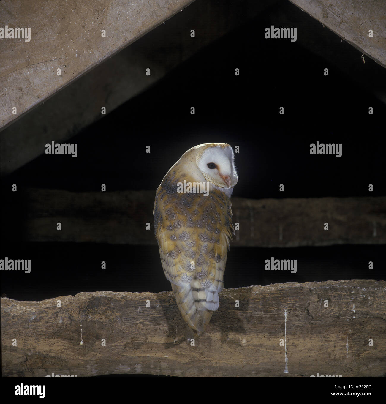 Barn owl inside building hi-res stock photography and images - Alamy