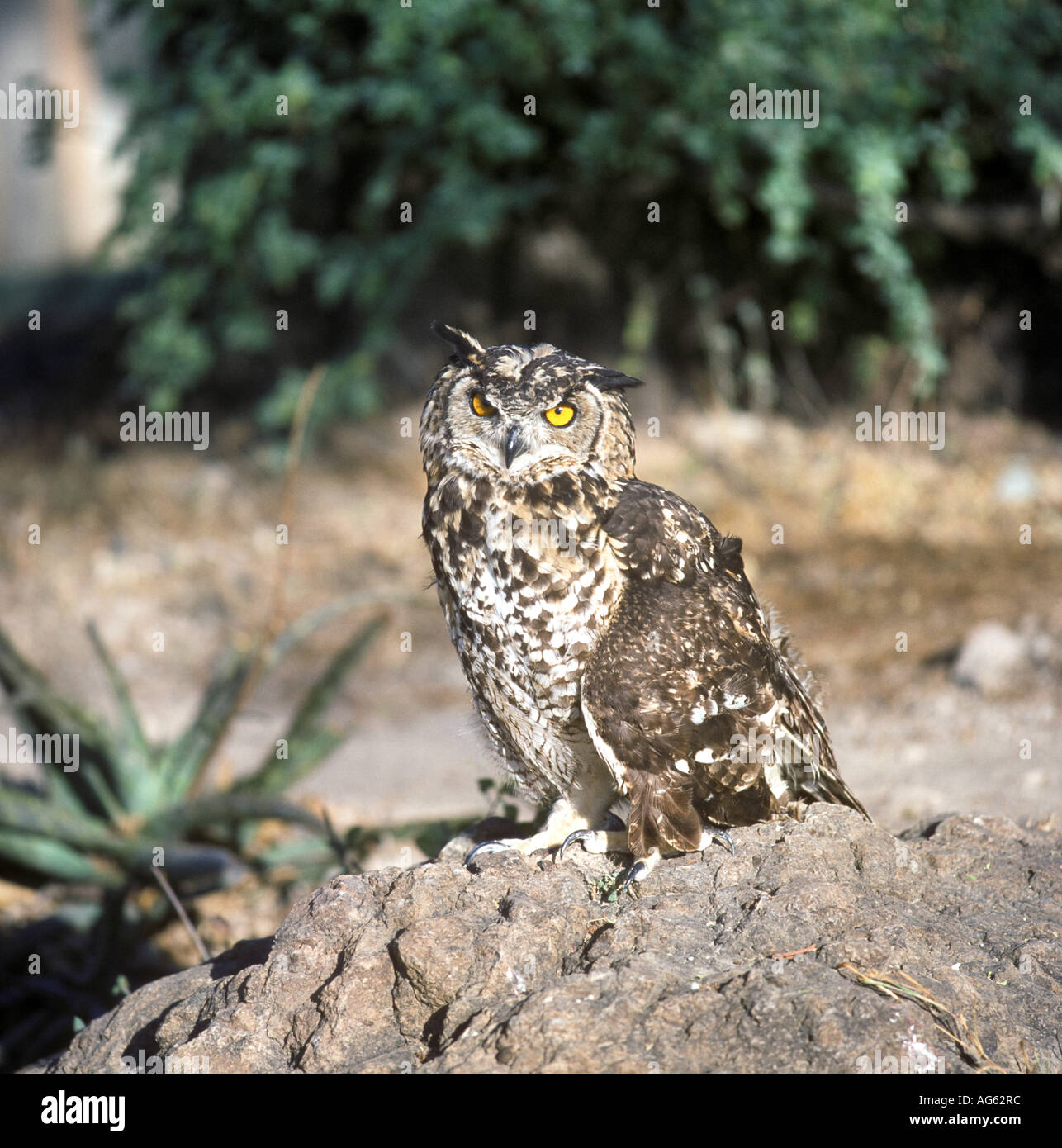 Mackinder's eagle owl Bubo capensis mackinderi Stock Photo - Alamy