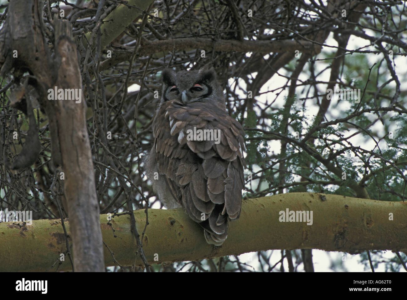Verreaux eagle owl bubo hi-res stock photography and images - Alamy