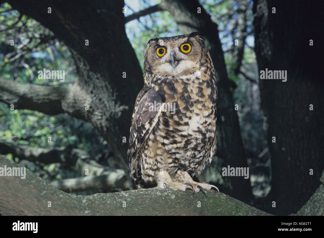 Cape eagle owl bubo capensis hi-res stock photography and images - Alamy