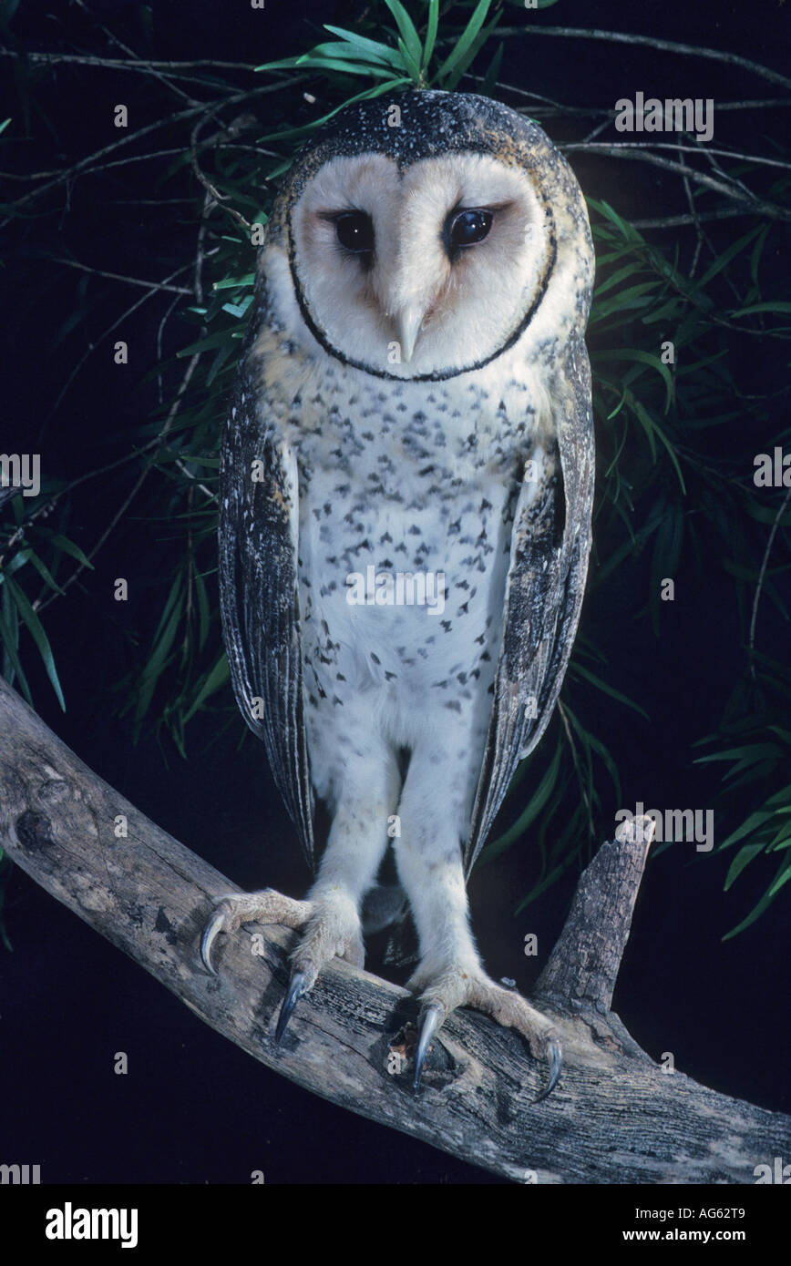 Masked owl hi-res stock photography and images - Alamy