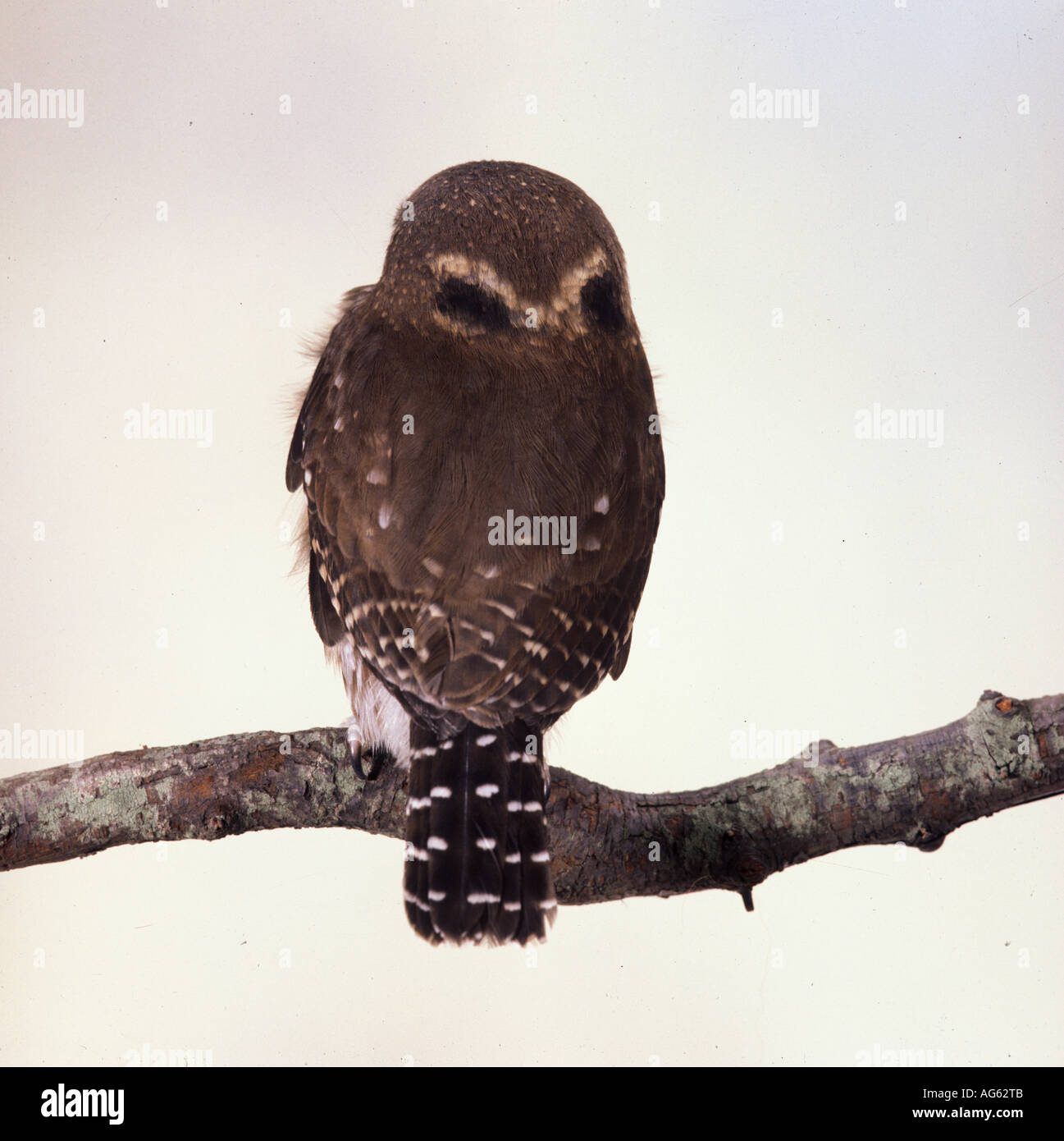 Ferruginous Pygmy Owl Glaucidium brasilianum Showing rear face Stock ...