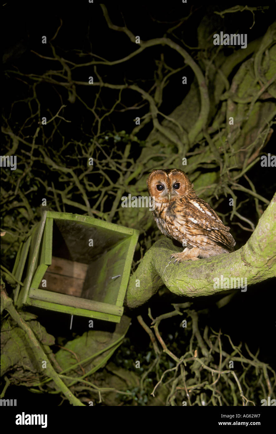 Tawny Owl Strix aluco Using nesting box Stock Photo - Alamy