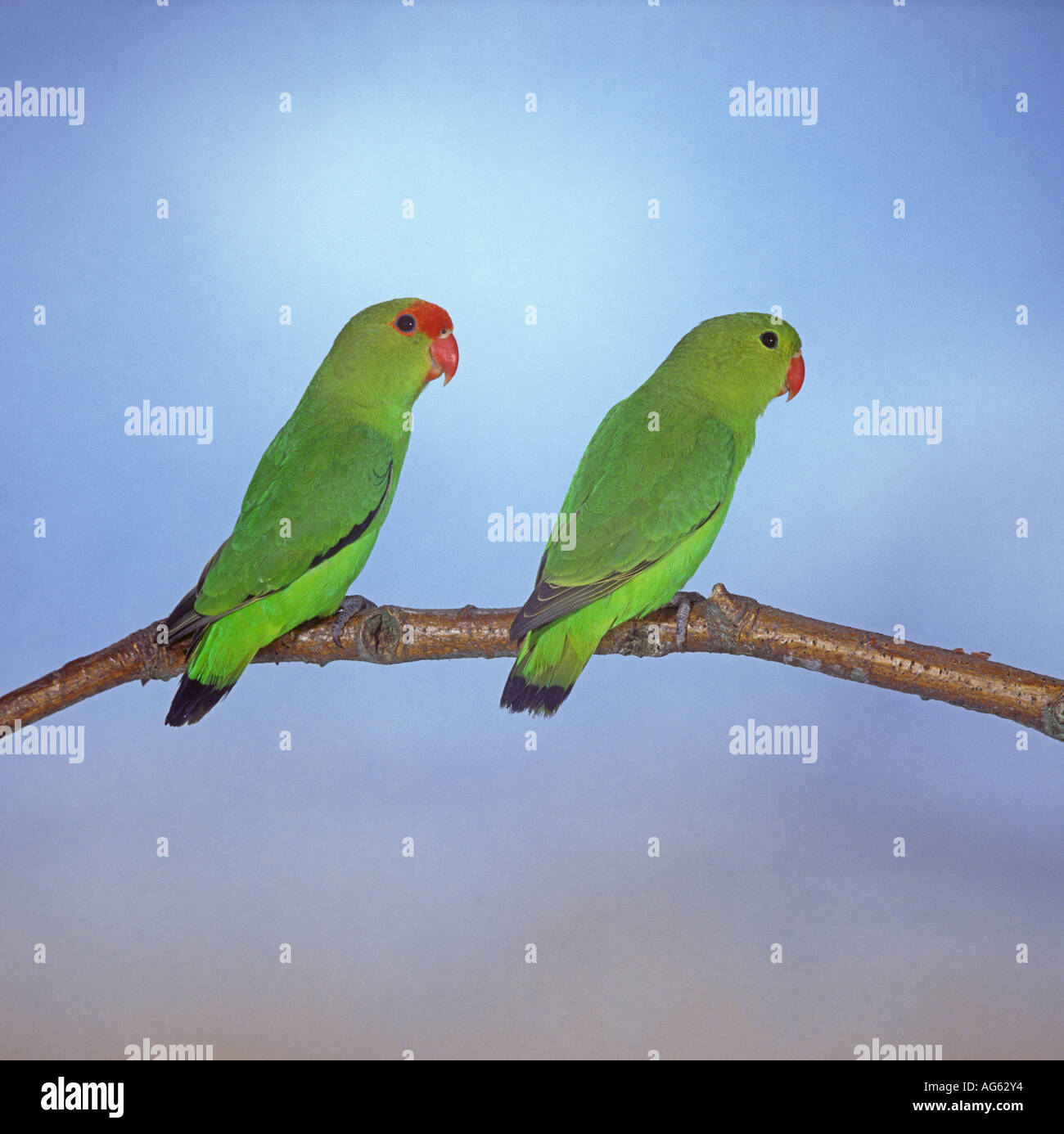 Abyssinian lovebird hi-res stock photography and images - Alamy
