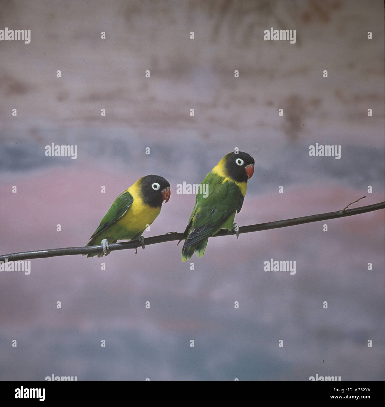 Yellow collared lovebird agapornis personata hi-res stock photography ...
