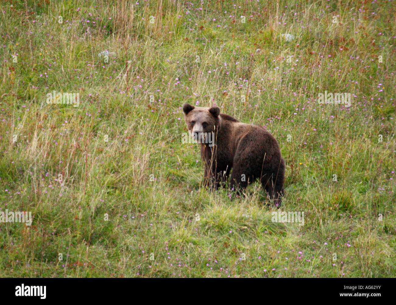 Wild brown bear on the glade in Dinaric forest in Gorski Kotar, Croatia ...
