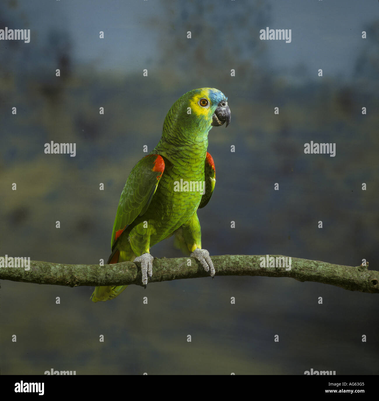 Blue fronted Amazon Parrot Amazona aestiva Stock Photo - Alamy