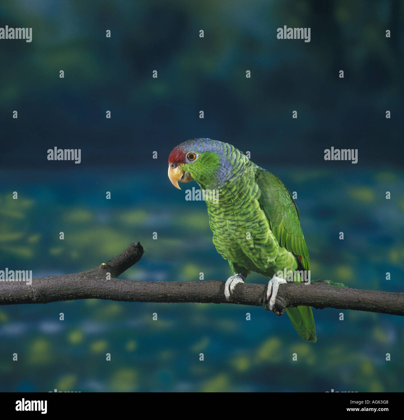 Lilac crowned Parrot Amazona finschii Stock Photo - Alamy