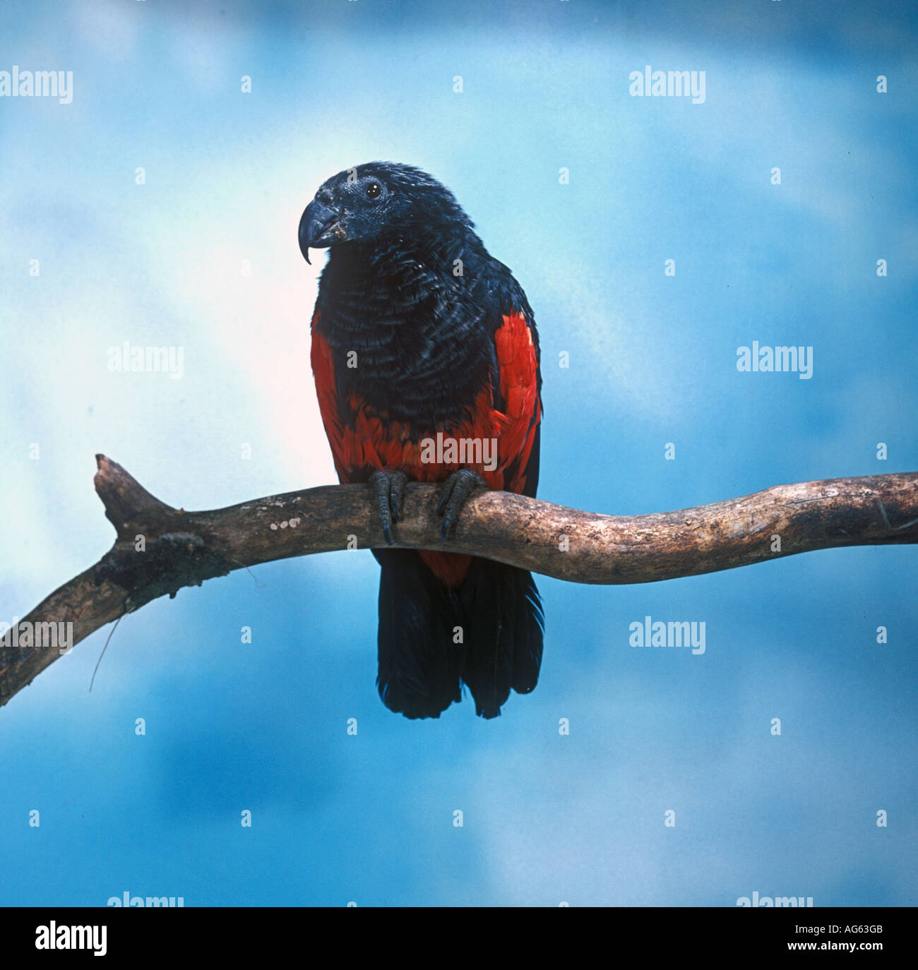 Pesquet’s parrot hi-res stock photography and images - Alamy