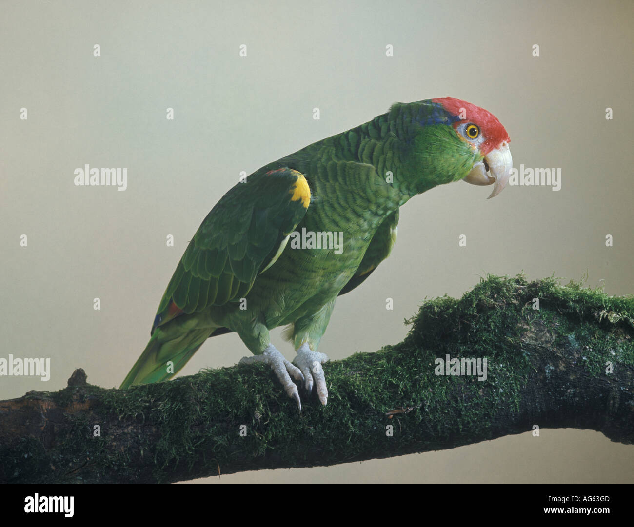 Green cheeked Amazon Parrot Amazona viridigenalis Perched on moss ...
