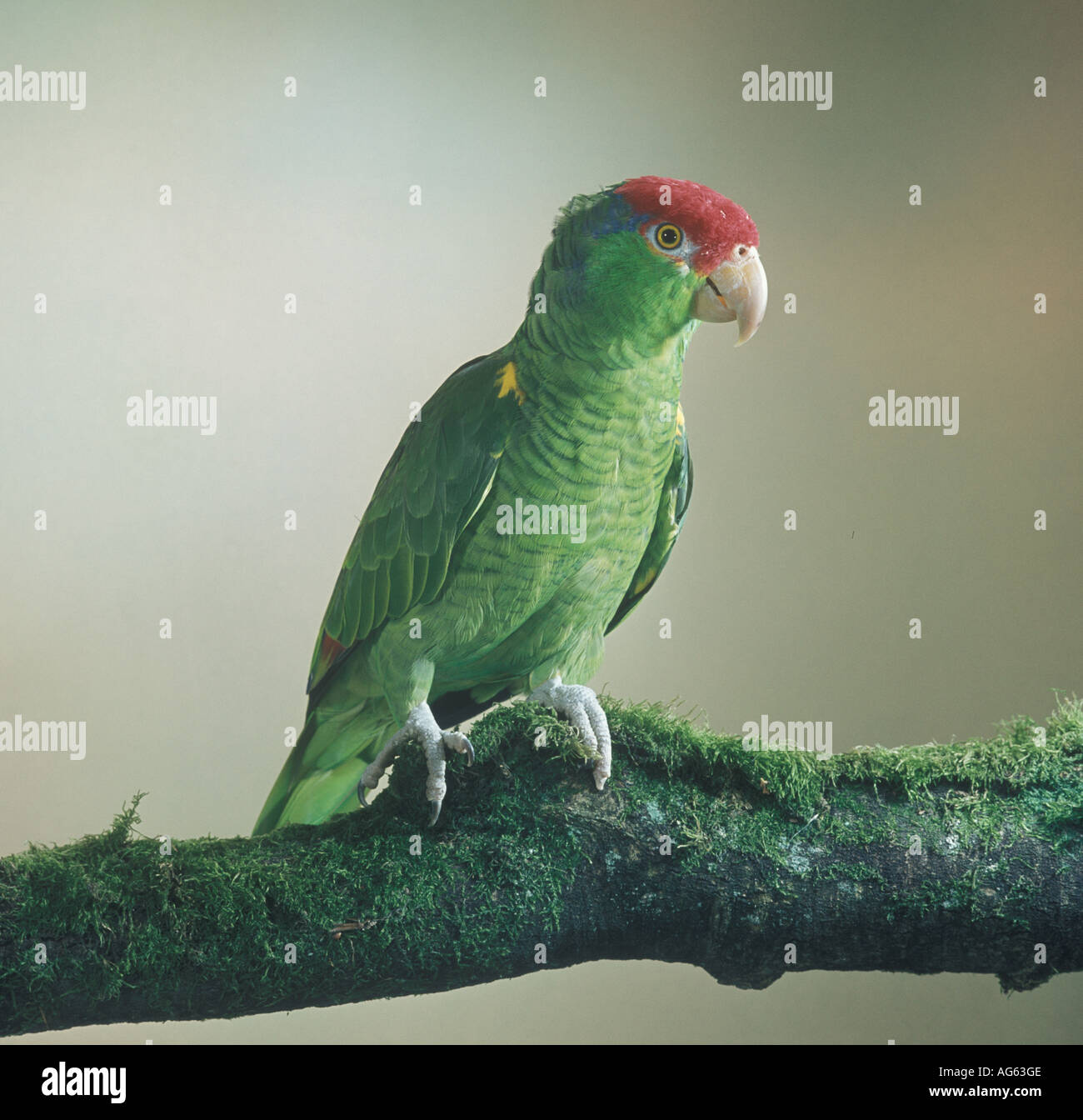 Green cheeked Amazon Parrot Amazona viridigenalis Perched on branch ...