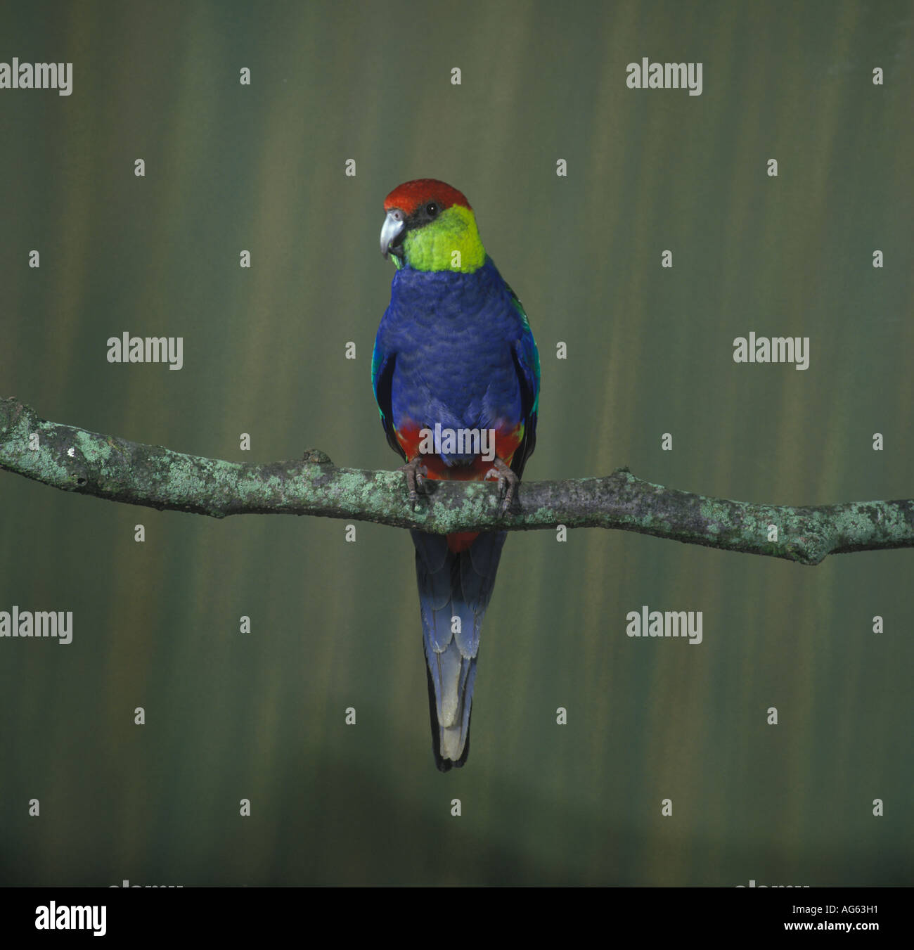 red capped or Pilated Parrot Purpureicephalus spurius Stock Photo - Alamy