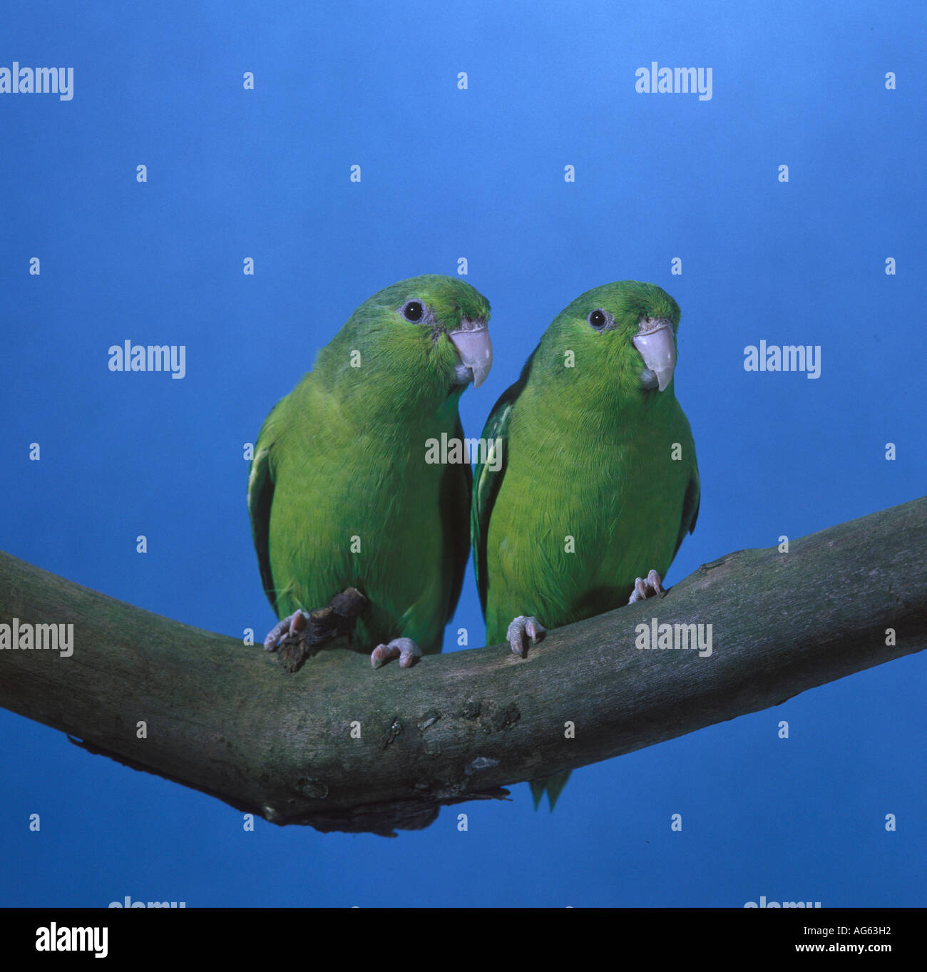 Forpus bird hi-res stock photography and images - Alamy