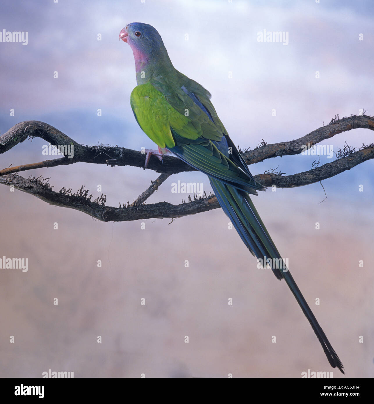 Princess or alexandra' Parrot Polytelis alexandrae Stock Photo - Alamy