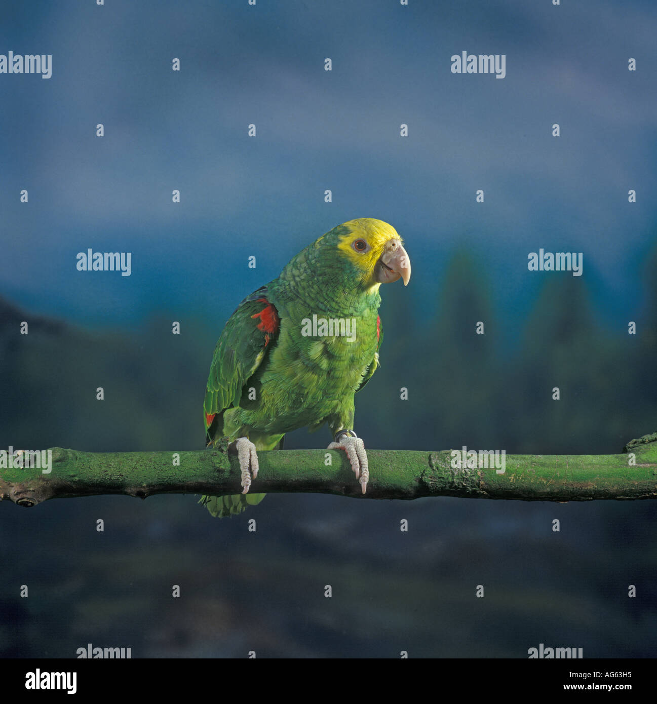 Yellow headed parrot amazona oratrix hi-res stock photography and ...