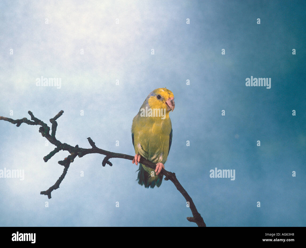 yellow faced parrotlet forpus xanthops Stock Photo - Alamy